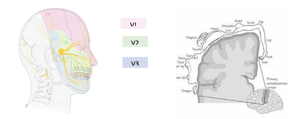 The Trigeminal Nerve - Trigeminal Nerve Injuries